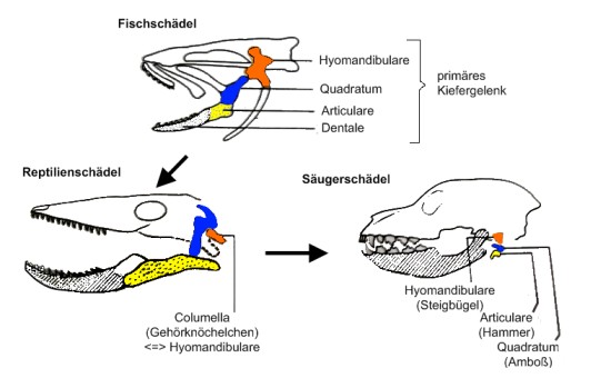 Phylogenetische Systematik Teil 4: Homologie » Darwinator
