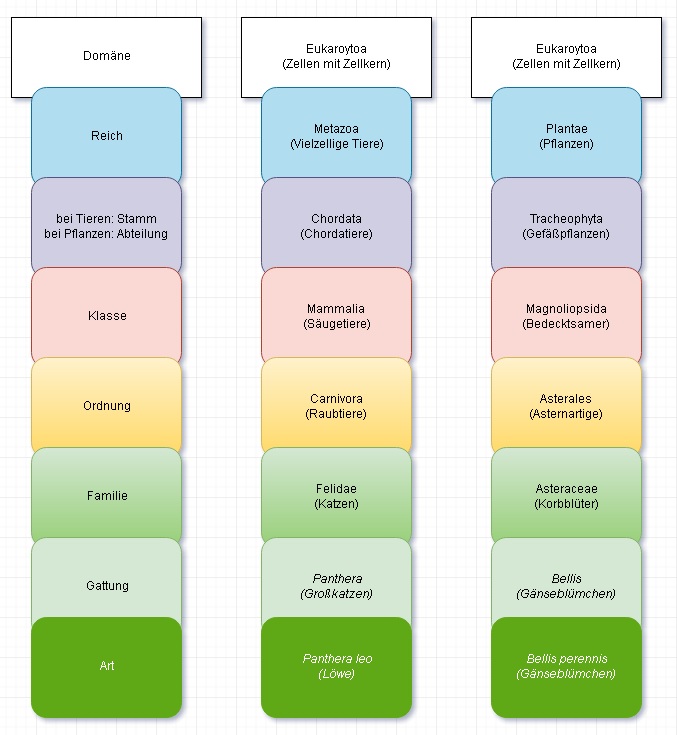 Phylogenetische Systematik » Darwinator