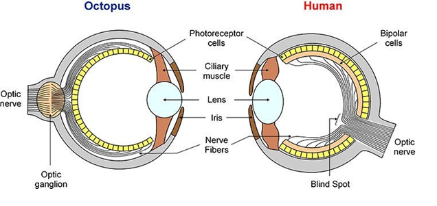 Evolution for IDiots Teil 2: Irreduzierbare Komplexität und die ...