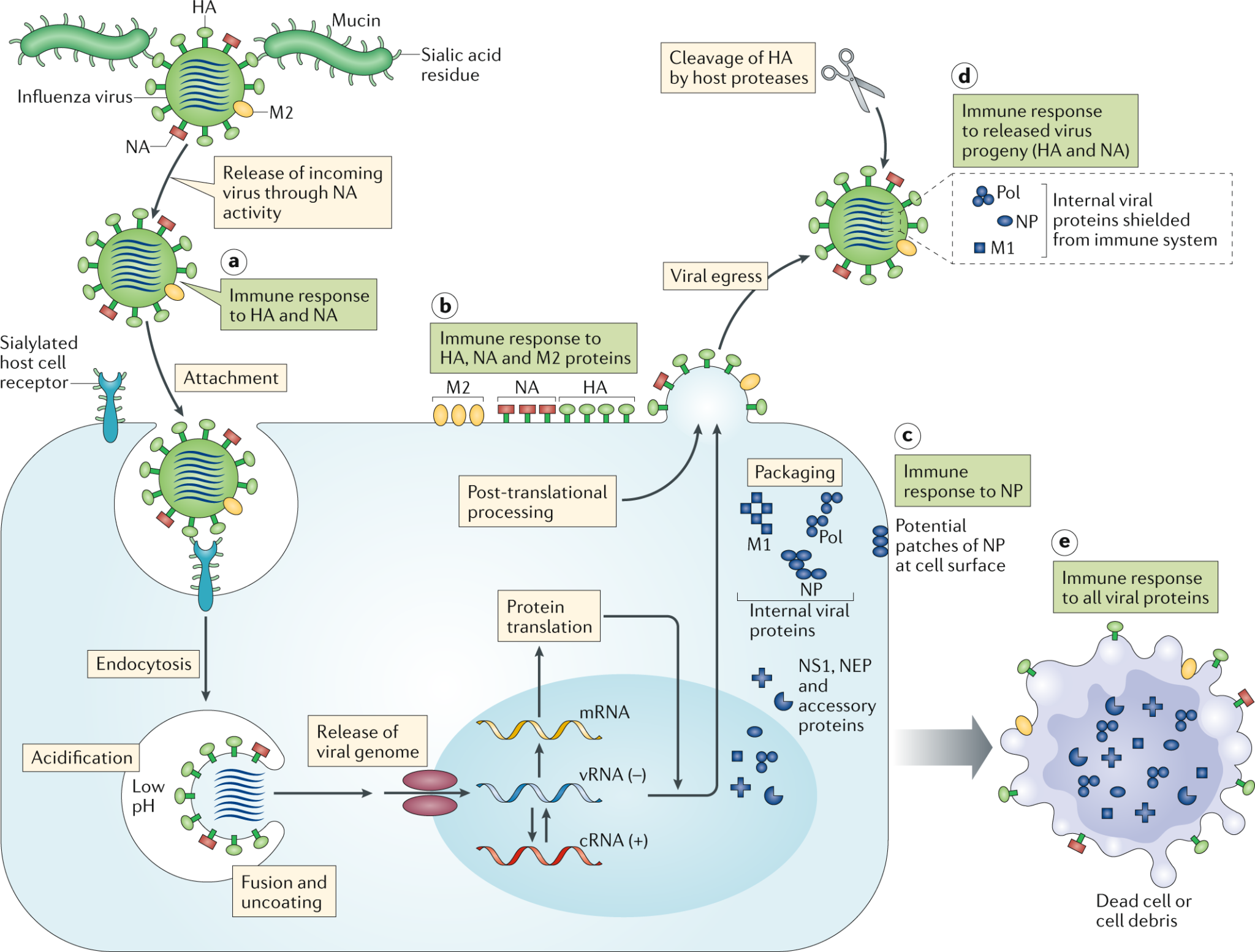 Die Evolution des Corona-Virus » Darwinator