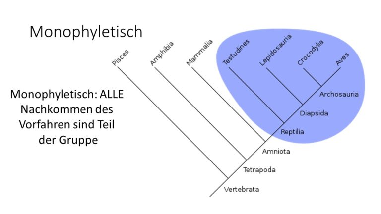 Phylogenetische Systematik Teil 2: Kladistik » Darwinator