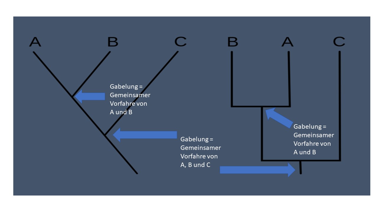 Phylogenetische Systematik Teil 2: Kladistik » Darwinator
