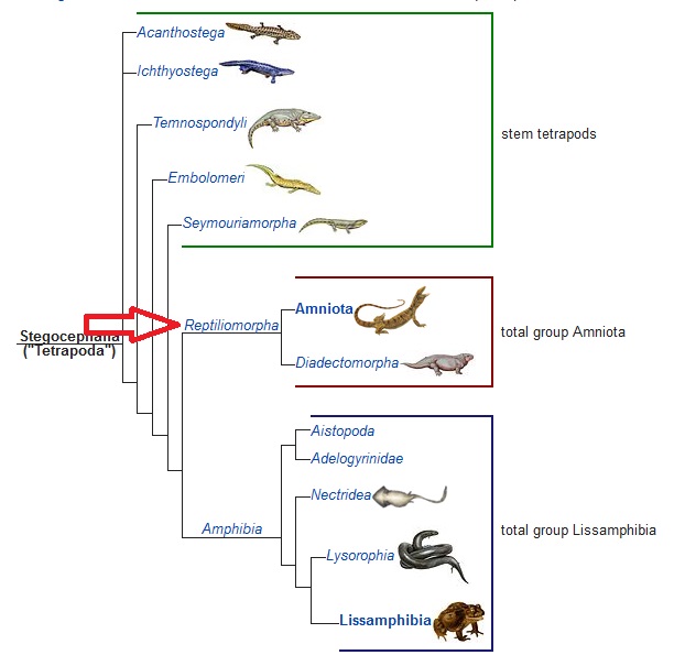 Phylogenetische Systematik Teil 3: Stammbaum des Lebens » Darwinator