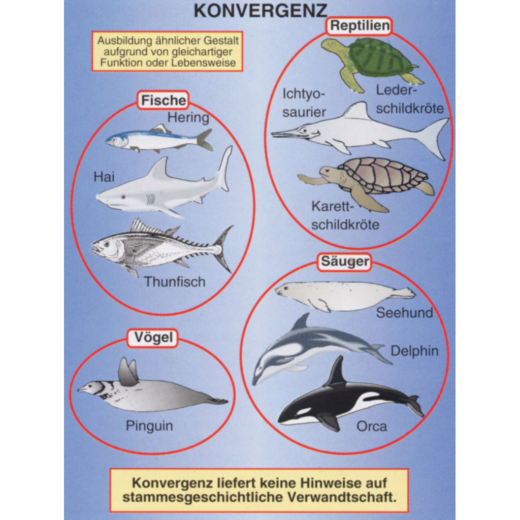 Phylogenetische Systematik Teil 4: Homologie » Darwinator