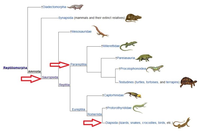 Phylogenetische Systematik Teil 3: Stammbaum des Lebens » Darwinator