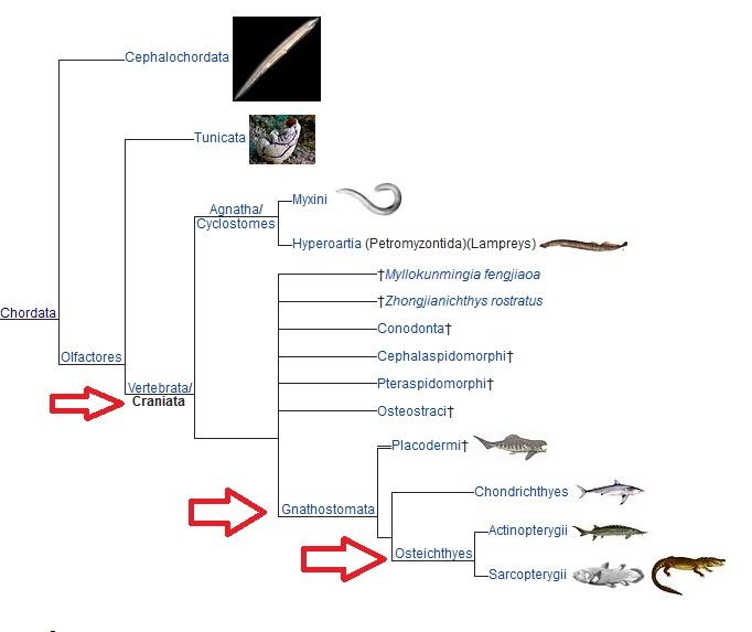 Phylogenetische Systematik Teil 3: Stammbaum des Lebens » Darwinator