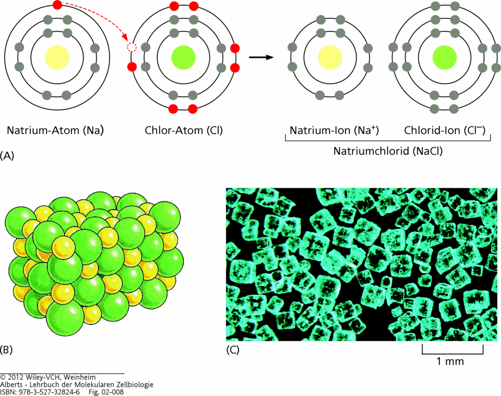 Molekularbiologie der Zelle Teil 2: Atome, Periodensystem und ...