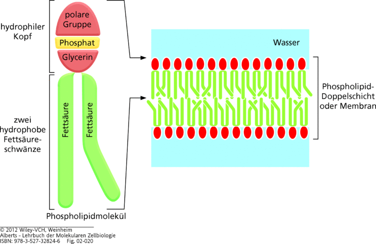 Molekularbiologie der Zelle Teil 5: Biomembranen » Darwinator