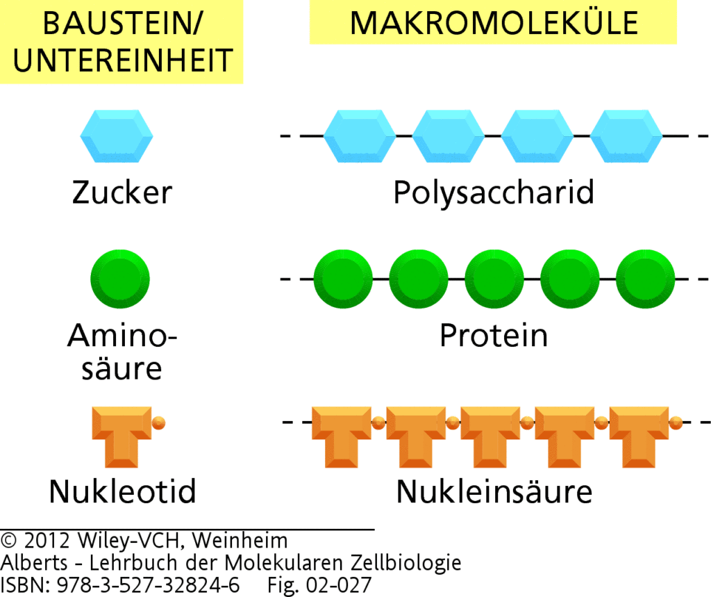 Was Sind Monomere Beispiele : Monomer • einfach erklärt: Definition ...