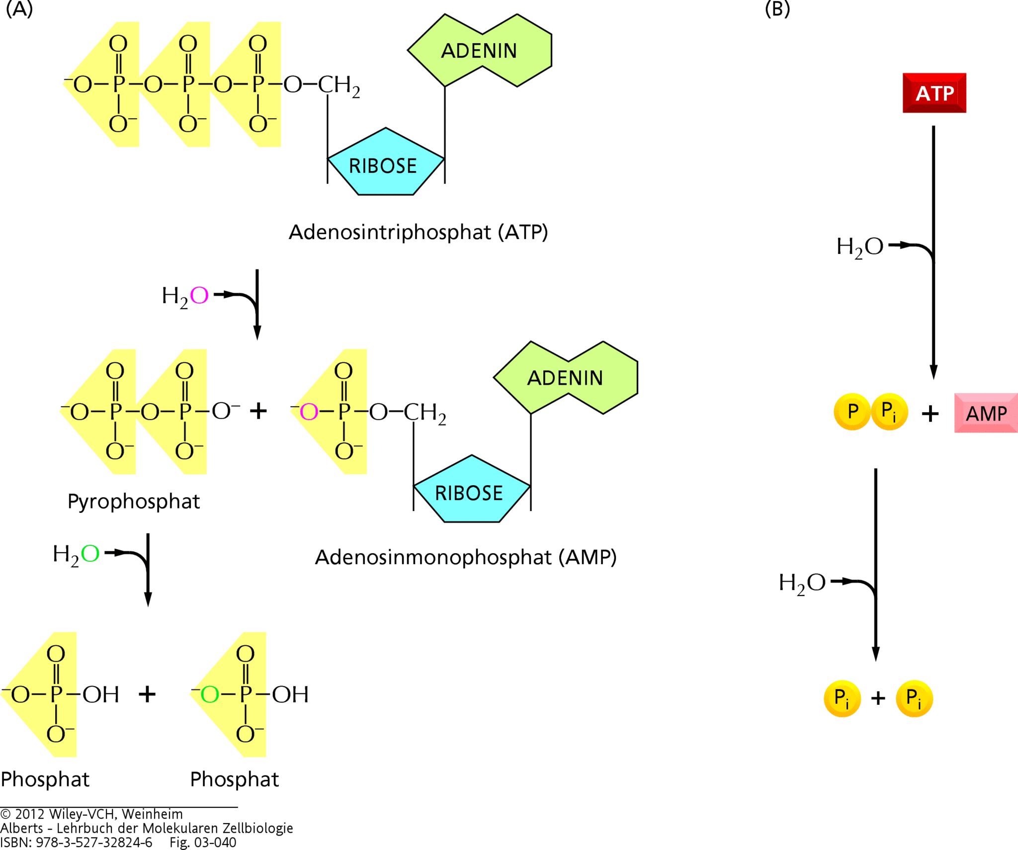 Molekularbiologie der Zelle Teil 4: chemische Reaktion, Katalyse ...