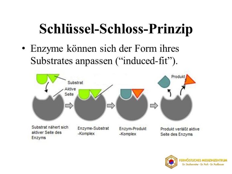 Molekularbiologie der Zelle Teil 4: chemische Reaktion, Katalyse ...