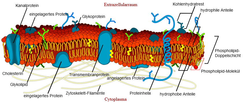 Molekularbiologie der Zelle Teil 5: Biomembranen » Darwinator