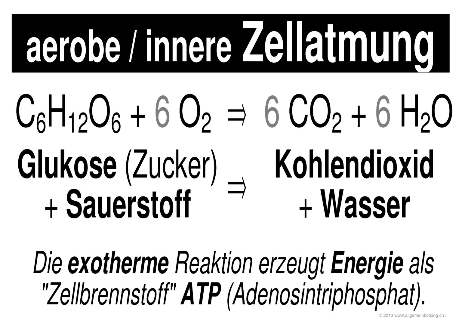 Molekularbiologie der Zelle Teil 6: Zellatmung » Darwinator