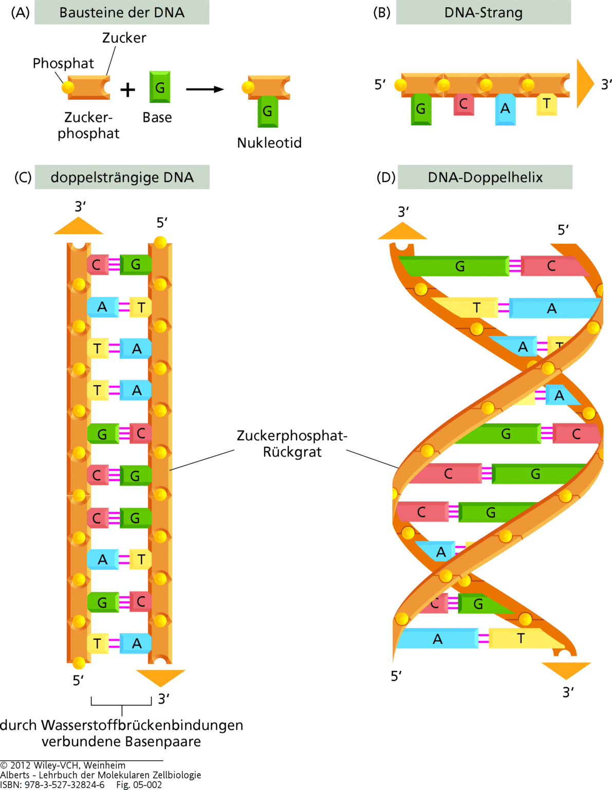 Molekularbiologie der Zelle Teil 8: DNA, Chromosomen, Genom » Darwinator