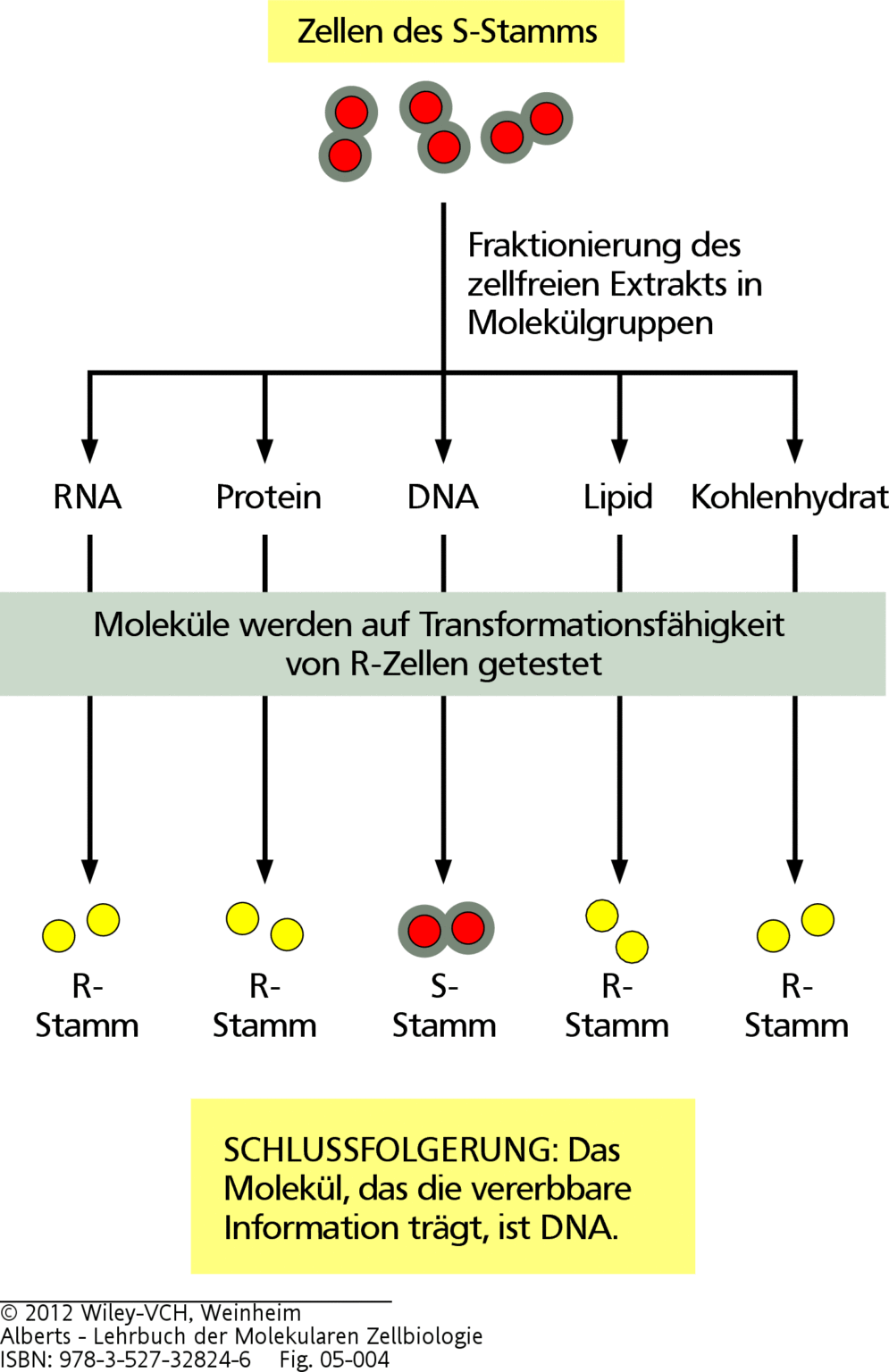 Molekularbiologie der Zelle Teil 8: DNA, Chromosomen, Genom » Darwinator