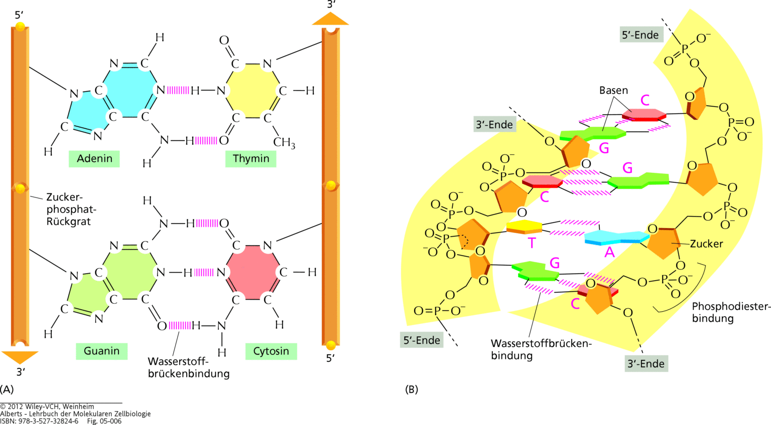 Molekularbiologie der Zelle Teil 8: DNA, Chromosomen, Genom » Darwinator