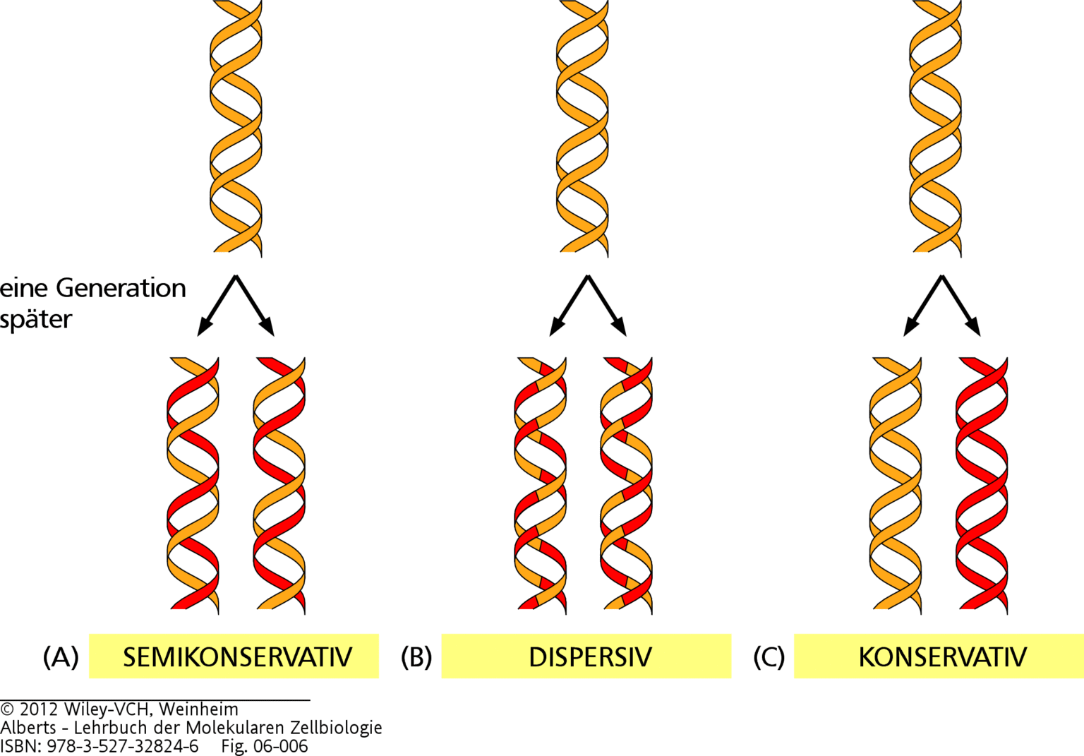 Molekularbiologie der Zelle Teil 9: DNA-Replikation » Darwinator