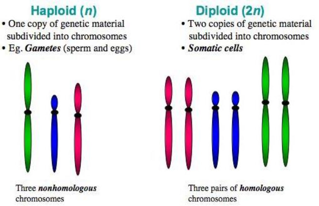 Molekularbiologie der Zelle Teil 8: DNA, Chromosomen, Genom » Darwinator