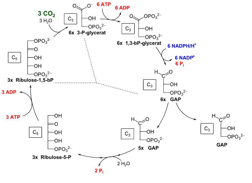 Molekularbiologie der Zelle Teil 7: Photosynthese » Darwinator