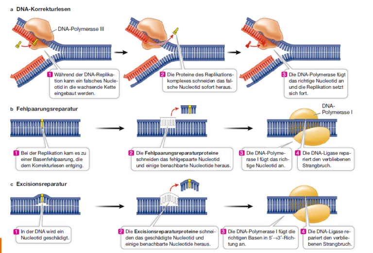 Molekularbiologie der Zelle Teil 9: DNA-Replikation » Darwinator