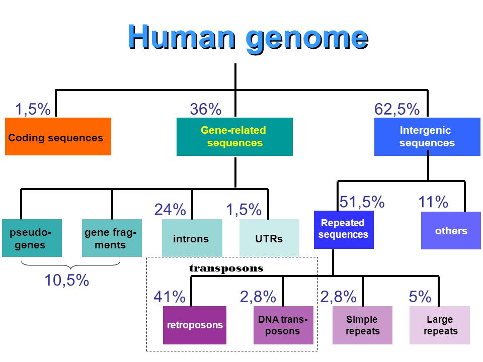 Molekularbiologie der Zelle Teil 8: DNA, Chromosomen, Genom » Darwinator