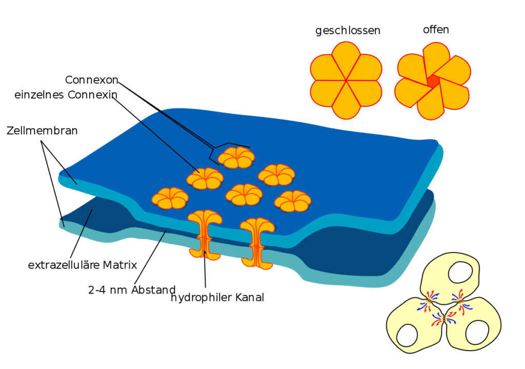 Molekularbiologie der Zelle Teil 16: Zellgewebe und Zellverknüpfung ...