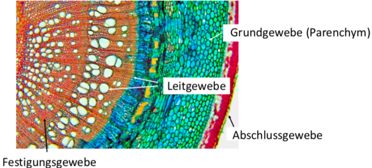 Molekularbiologie der Zelle Teil 16: Zellgewebe und Zellverknüpfung ...