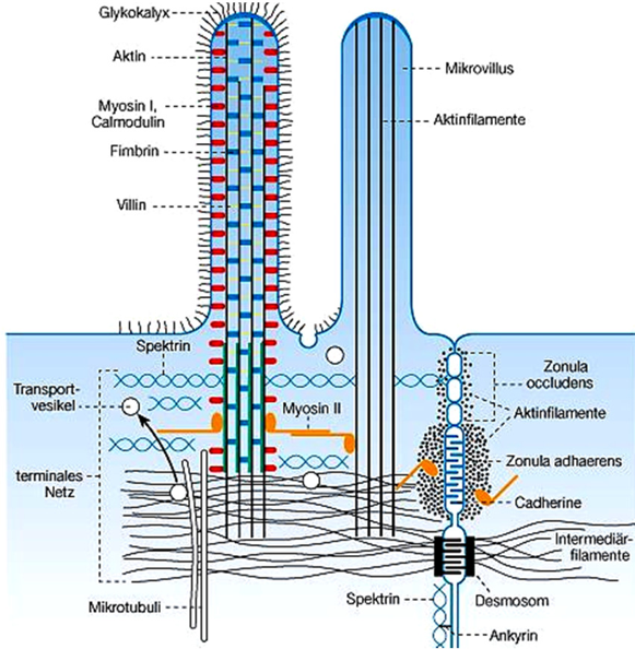 Molekularbiologie der Zelle Teil 16: Zellgewebe und Zellverknüpfung ...