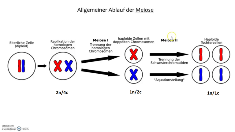 Molekularbiologie der Zelle Teil 14: Meiose, Rekombination und ...
