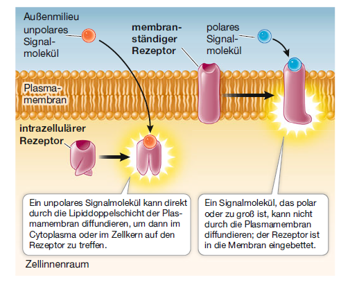 Molekularbiologie der Zelle Teil 12: Zellkommunikation » Darwinator