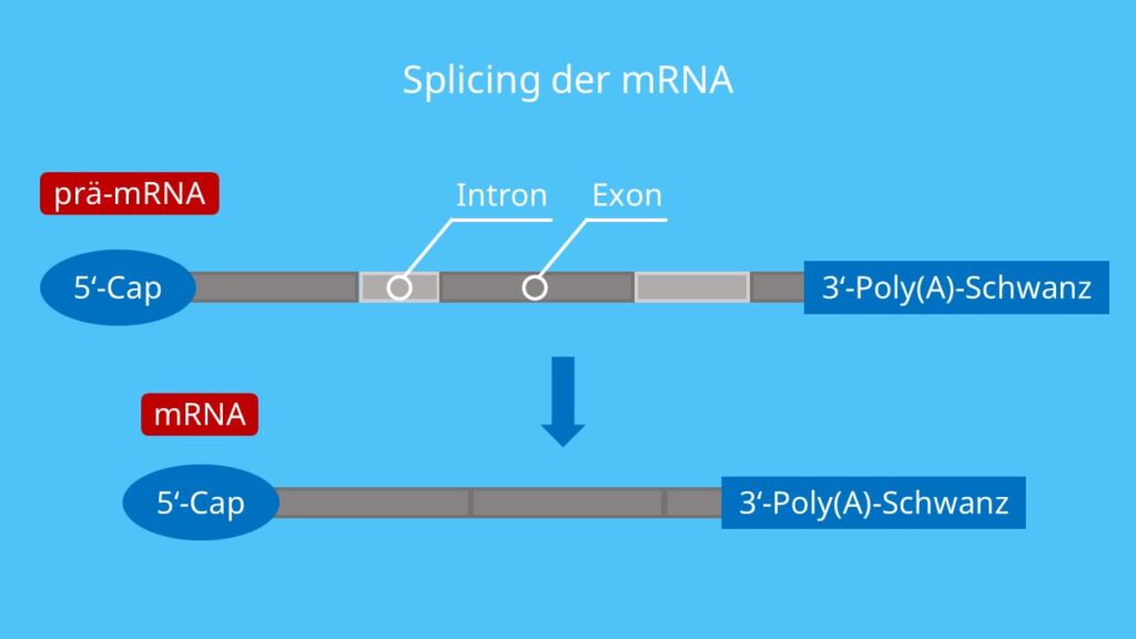 Molekularbiologie der Zelle Teil 10: Von der DNA zum Protein » Darwinator