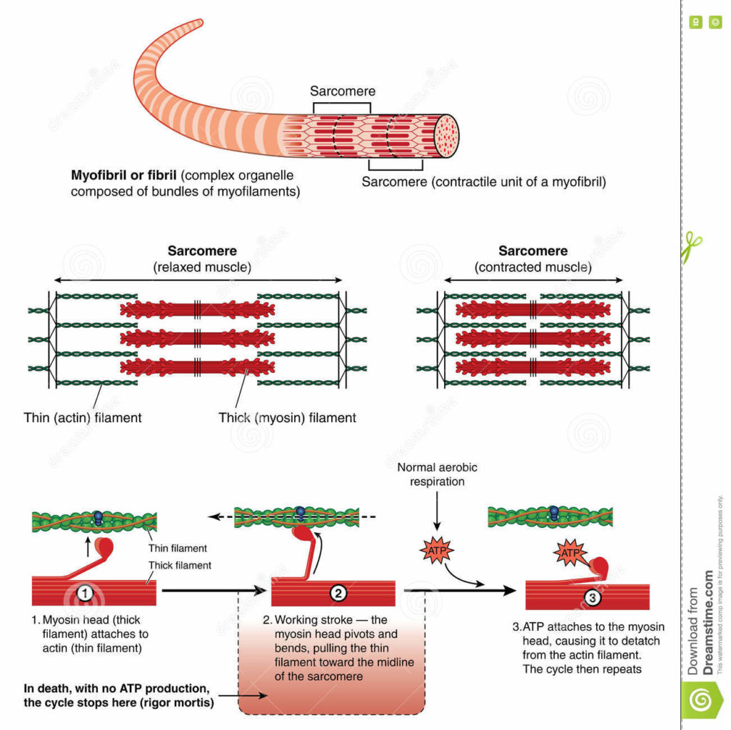 Molekularbiologie der Zelle Teil 16: Zellgewebe und Zellverknüpfung ...