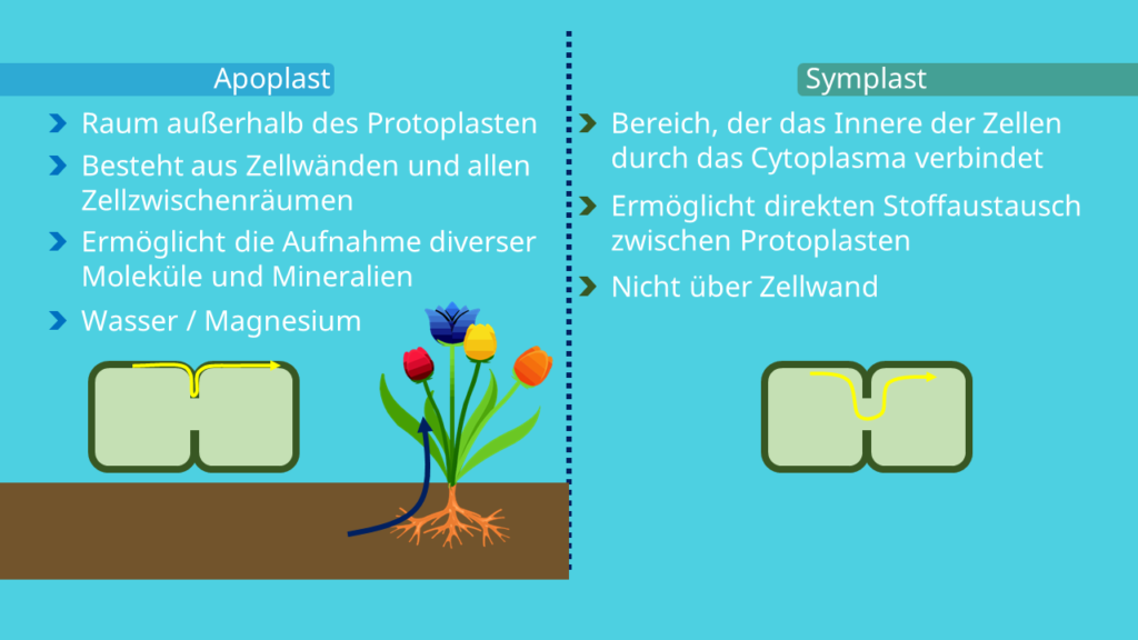 Molekularbiologie der Zelle Teil 16: Zellgewebe und Zellverknüpfung ...