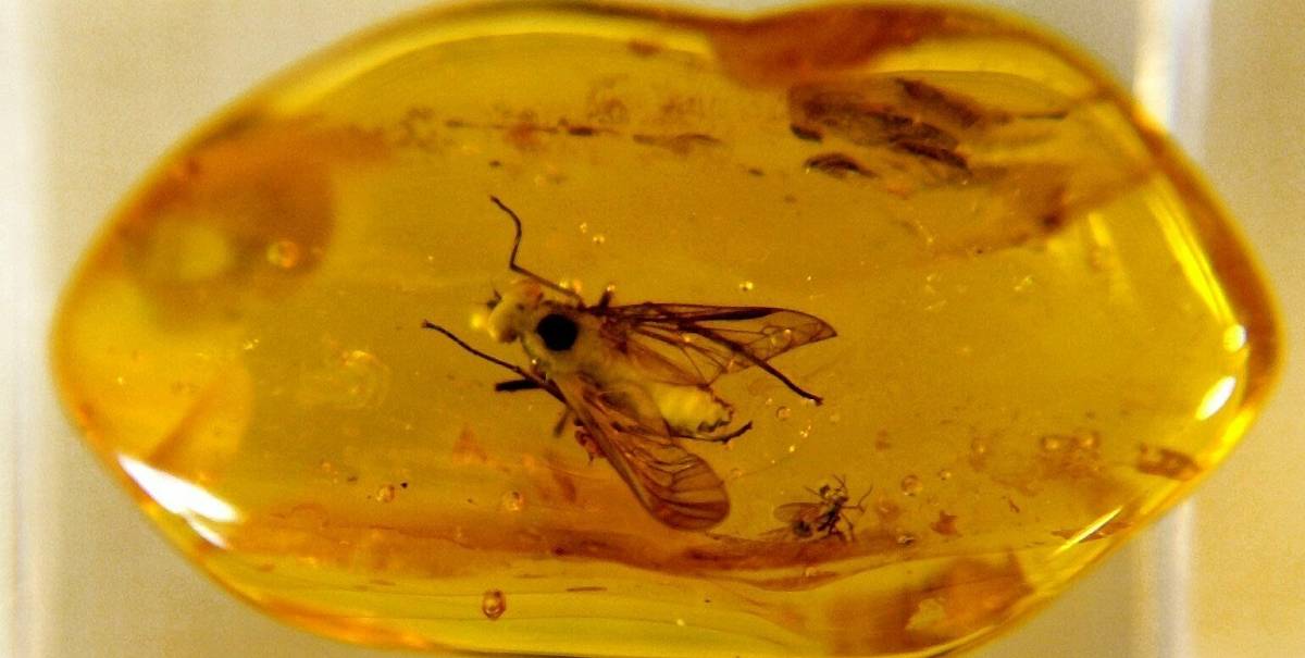 Fossilien Tutorial » Darwinator