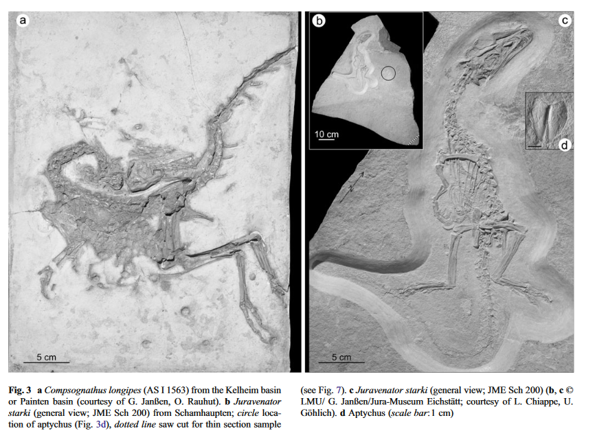 Fossilien Tutorial » Darwinator
