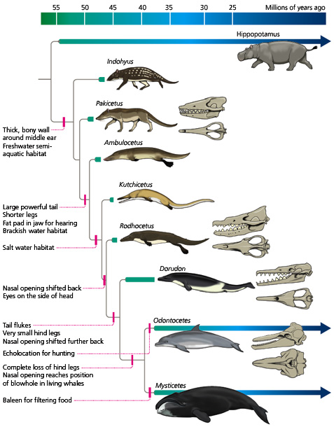 Fossilien Tutorial » Darwinator