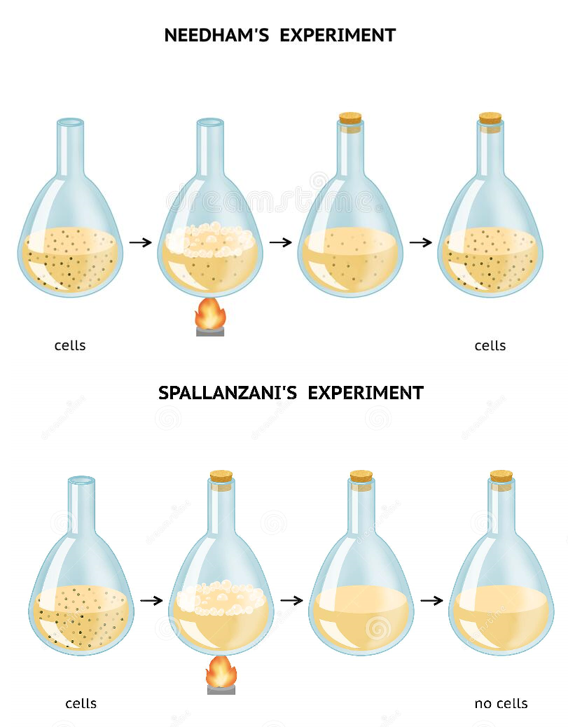 Die Entstehung des Lebens Teil 2: Forschungsgeschichte: Vitalismus ...