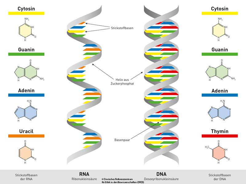 Die Entstehung des Lebens Teil 4: Präbiotische Synthese von ...