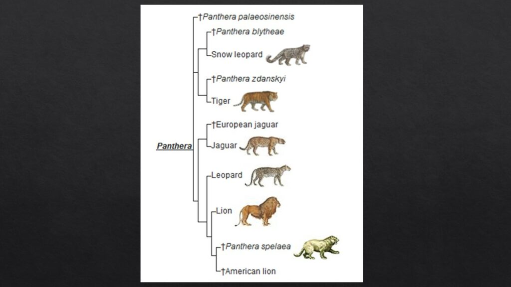 Kladistik Tutorial 2: Stammbäume richtig lesen » Darwinator