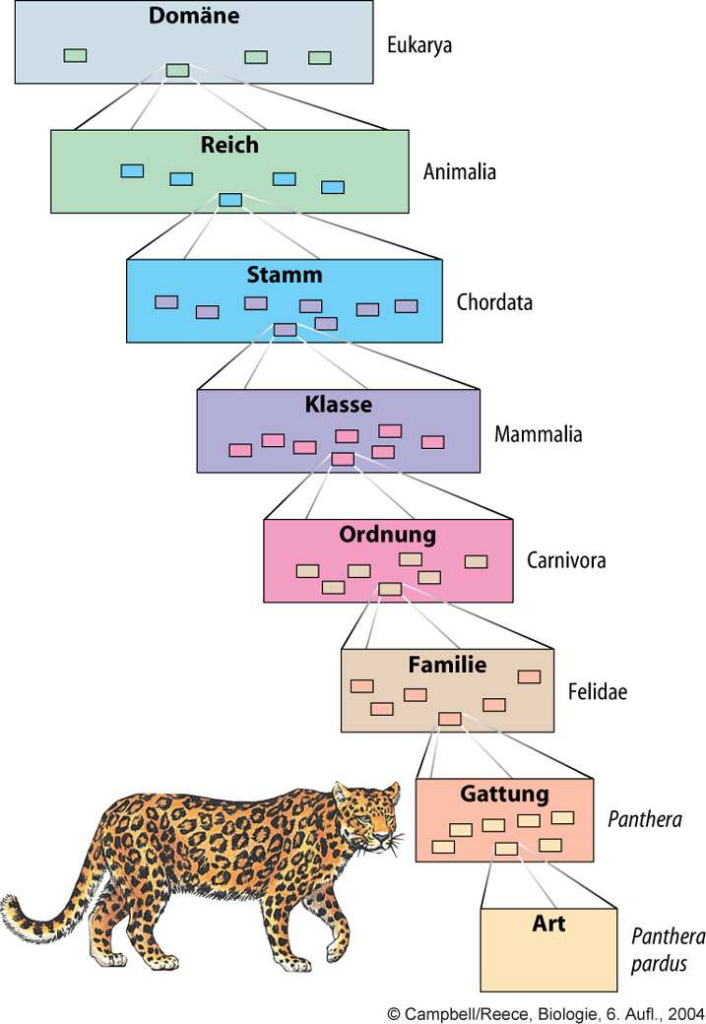 Kladistik-Tutorial 3: Homologie und verschachtelte Hierarchien in ...