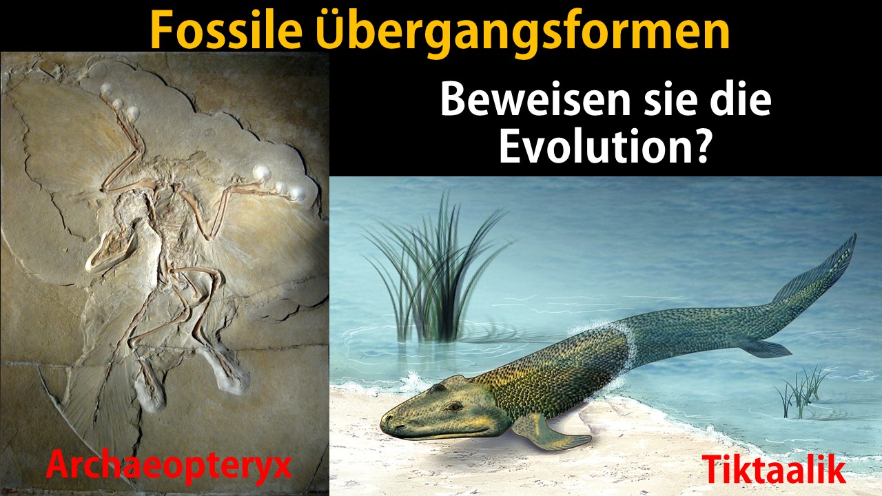 Fossilien als Übergangsformen » Darwinator