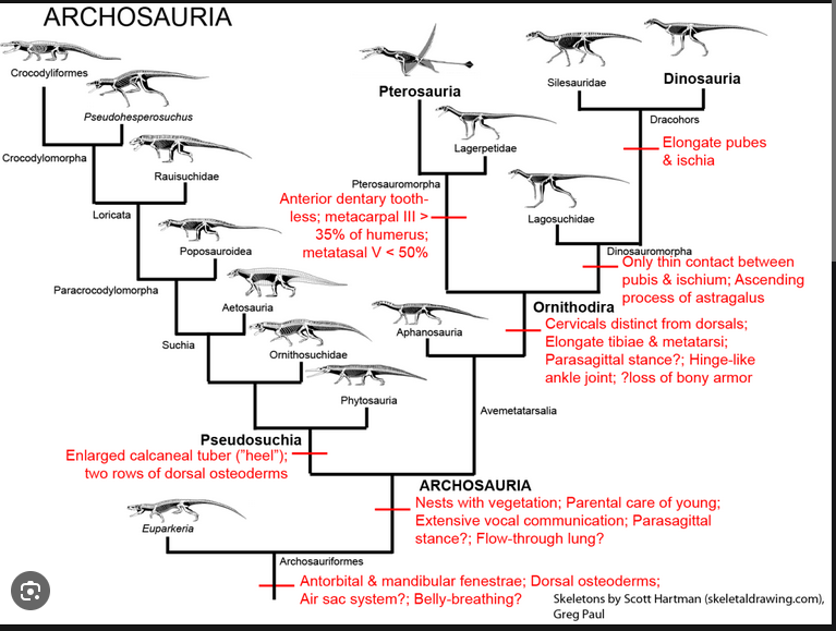 Vom Dino zum Vogel Teil 1: Was sind Dinosaurier?