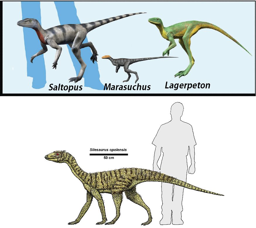 Are Birds Dinosaurs? Part 2/9: Evolution of Non-Avian-Dinosaurs ...