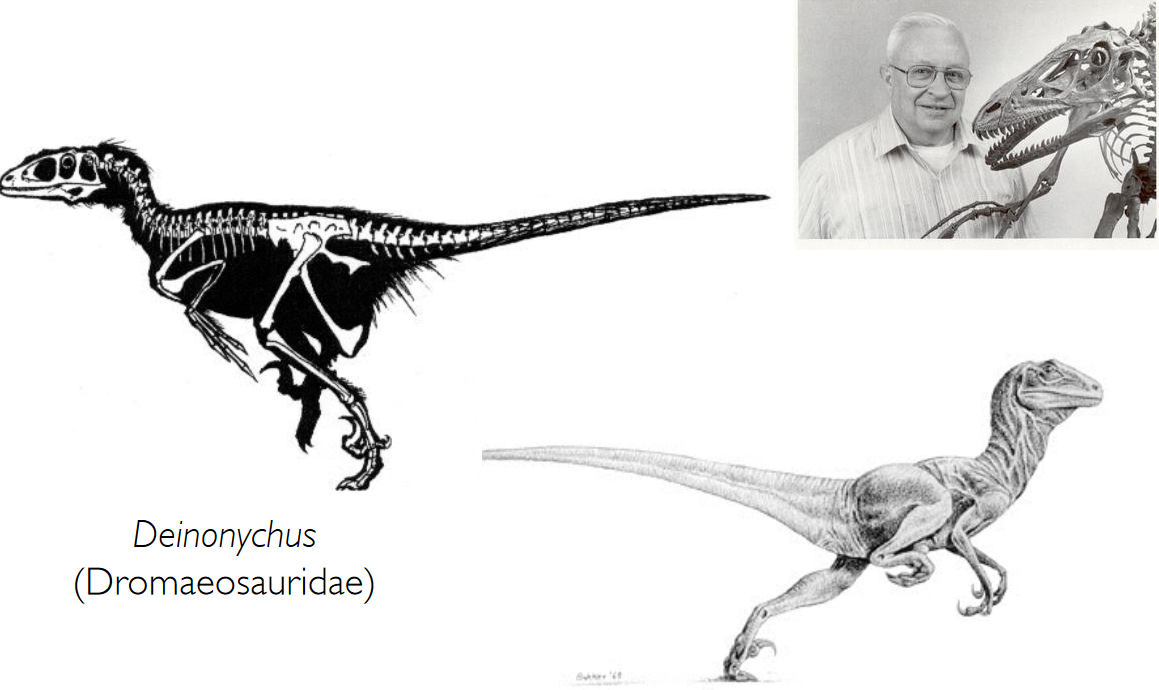 Are birds dinosaurs? Part 3/9: Feathered dragons » Darwinator