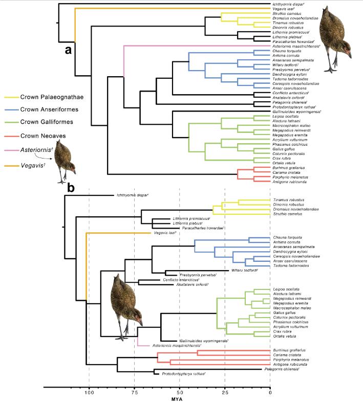 Are birds dinosaurs? Part 3/9: Feathered dragons » Darwinator