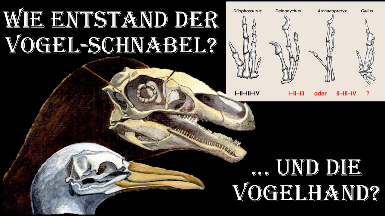 Vom Dino zum Vogel Teil 5: Evolution des Vogel-Skeletts » Darwinator