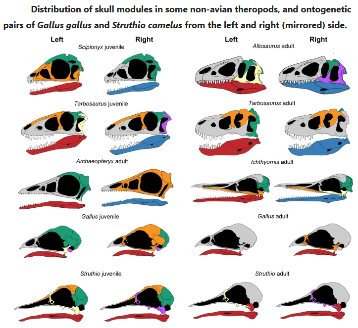 Vom Dino zum Vogel Teil 5: Evolution des Vogel-Skeletts » Darwinator
