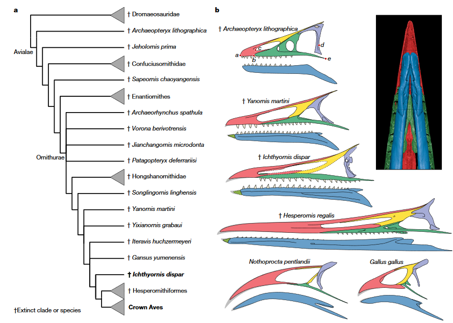 Vom Dino zum Vogel Teil 5: Evolution des Vogel-Skeletts » Darwinator