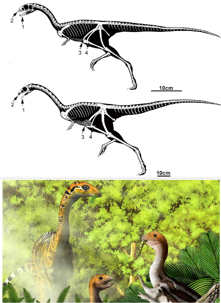 Vom Dino zum Vogel Teil 5: Evolution des Vogel-Skeletts » Darwinator