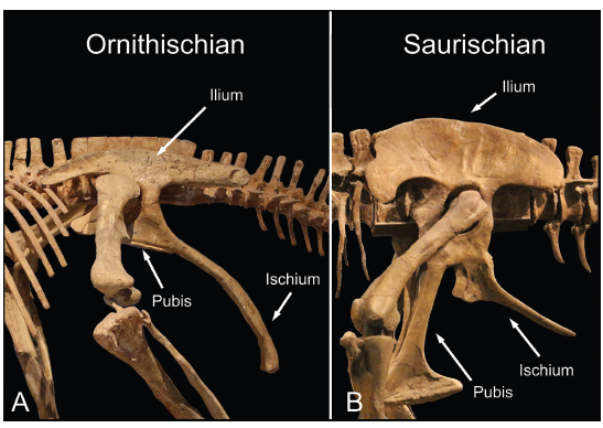 Vom Dino zum Vogel Teil 5: Evolution des Vogel-Skeletts » Darwinator